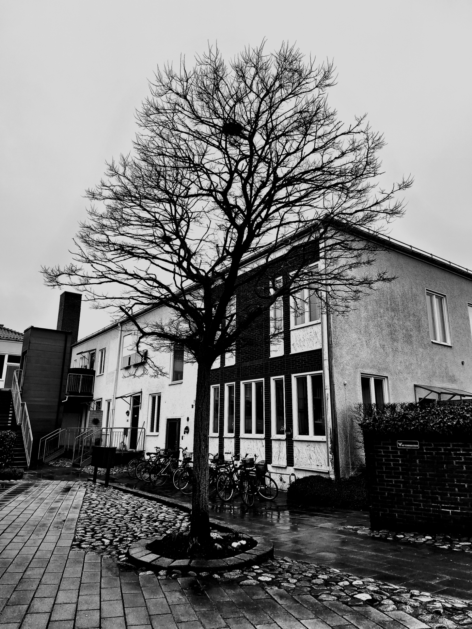 Streaming tree. | Yolanda and her creative scream