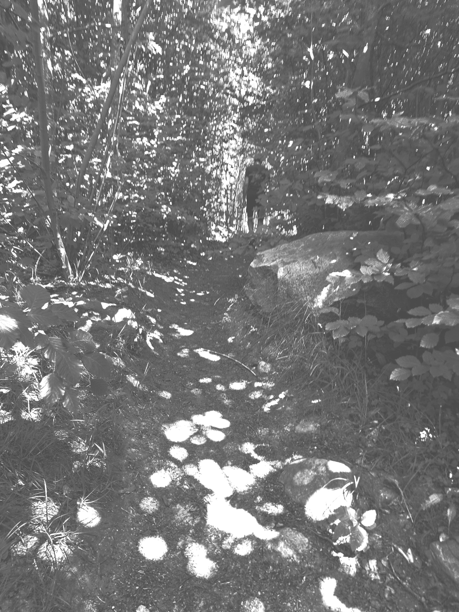 Woody walk in black&white. | Yolanda and her creative scream