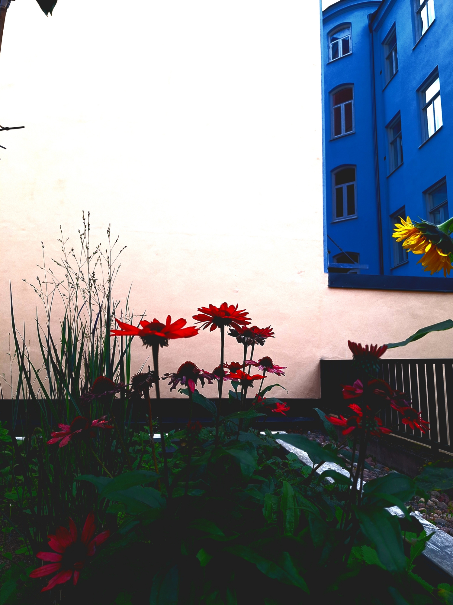 Flowers in color. | Yolanda and her creative scream