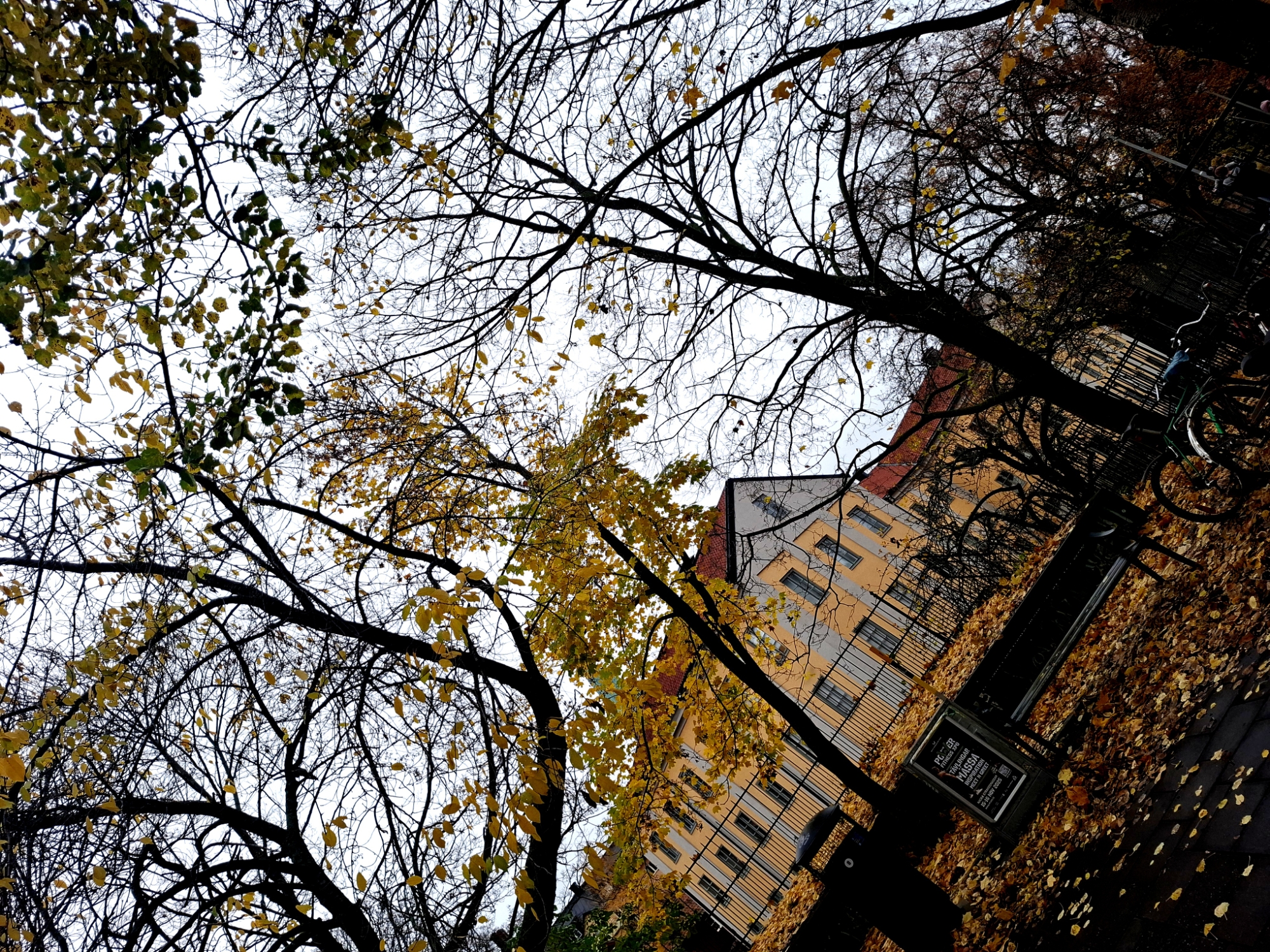 Behind those trees. | Yolanda and her creative scream